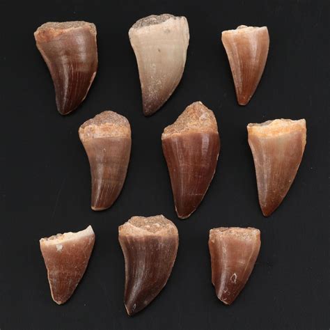 Fossilized Mosasaurus Teeth Ebth