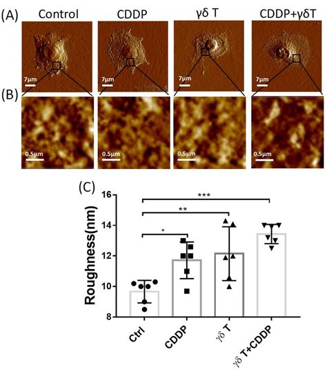 Atomic Force Microscopy Afm Visualization Of Membrane Surface
