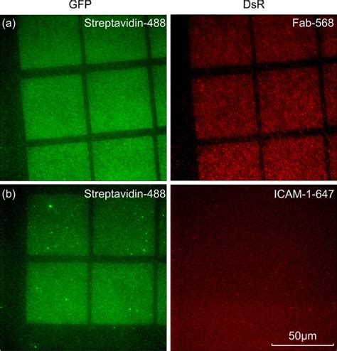 Bifunctional Nanoarrays For Probing The Immune Response At The Single
