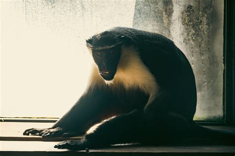 Babuino Mono Primate Foto Gratis En Pixabay Pixabay