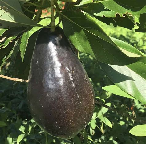 Brogdon Avocado Grow Guide Tropical Tree Guide