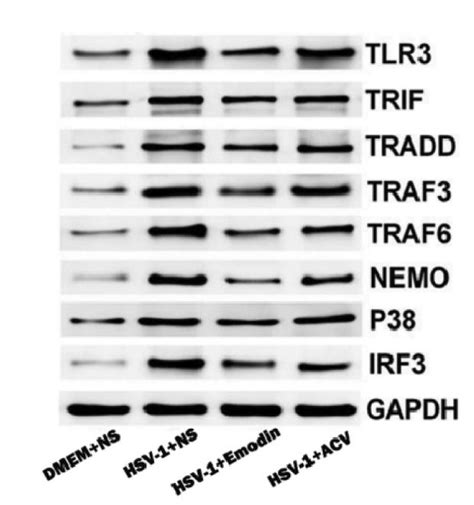 Irf3 Antibody Affinity Biosciences
