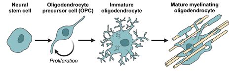 Developing Drugs That Promote Remyelination Is Our In Vitro Screening