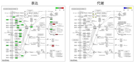 使用pathview在线渲染kegg通路图，给感兴趣的基因、化合物添加颜色 哔哩哔哩