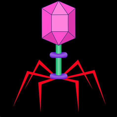 박테리오 파지의 정의와 대표적인 특성 풀린 사이언스