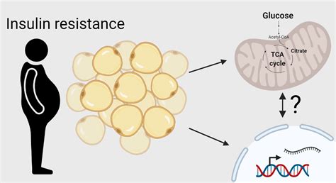 Unhappy Fat New Clues On How Obesity Drives Metabolic Dysfunction