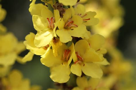 300 Free Lila Mullein And Mullein Photos Pixabay
