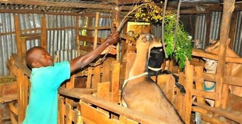 Goat Farming In Kenya Beginners Guide Bizhack Kenya