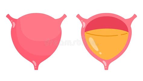Empty And Full Urinary Human Bladder Internal Organ Urinary System