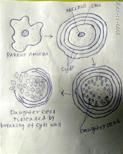Structure Of Unicellular Organism Amoeba And Its Life Cycle