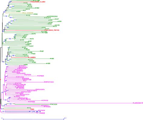 Neighbor Joining Dendrogram Of Cowpea Genotypes Identified By Snp