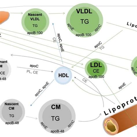 Overview Of Physiological Lipoprotein Metabolism Apo—apolipoprotein
