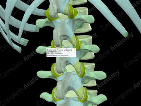 Transverse Process Of Second Lumbar Vertebra Right Complete Anatomy