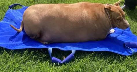 Condenan A Mujer Por Sobrealimentar A Su Perro Hasta Causarle La Muerte