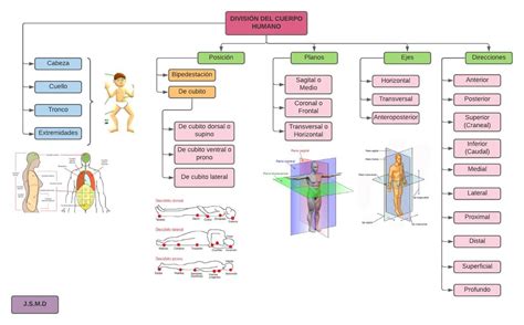 El Cuerpo Humano Se Divide En Tres Partes Dbku