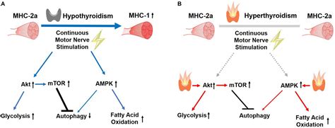 Frontiers Thyroid Hormone Status Regulates Skeletal Muscle Response To Chronic Motor Nerve
