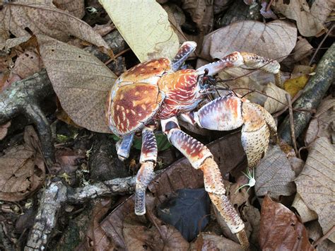 Cua DỪa LÀ NỖi KhẾp SỢ CỦa CÁc LoÀi Chim BiỂn DẠo BƯỚc