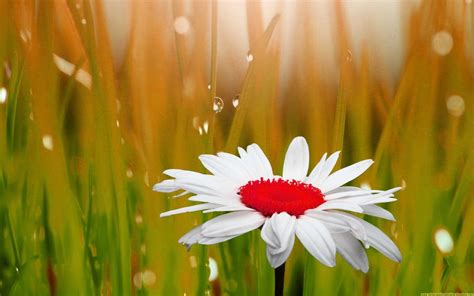 Whatsapp Images Blog Beautiful Whatsapp Dp Images Hd Flowers Download