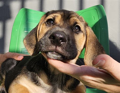Feira De Adoção De Cães E Gatos é Realizada Em São Bernardo No Domingo