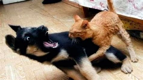 Perros 🐶 Vs Gatos 😻 2022 🤣 Videos Divertidos De Animales 😁 Youtube