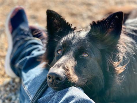 How To Address Separation Anxiety In Dogs Kastens Dog Training