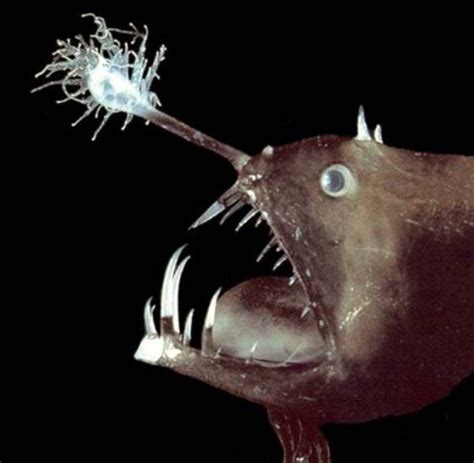 Anglerfish Harness Both Light And Darkness — Biological Strategy