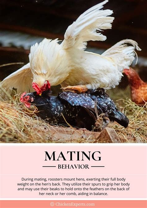 Chickens Mating Process