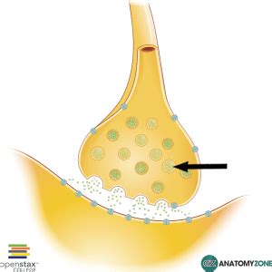 Synaptic Vesicle AnatomyZone