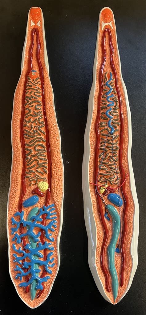 Bio 143 Lab 291 Class Trematoda Diagram Quizlet