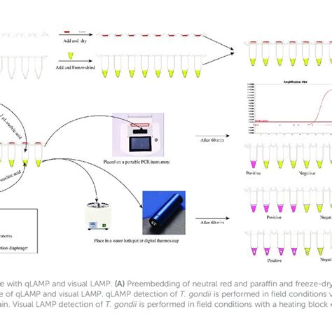 Comparison Of The Tests For T Gondii Positive Standard Plasmid Dna By