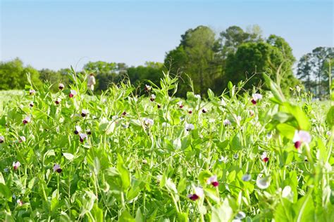 Clemson Announces 2024 25 Going Organic Webinar Series Clemson News