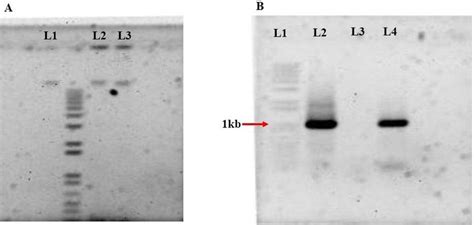 8 A Isolated Plasmid From Agrobacterium After Electroporation B Pcr