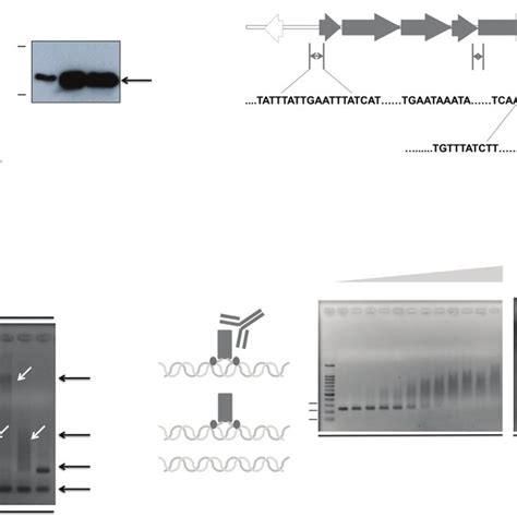 Histone Like Nucleoid Structuring Protein H Ns Binds To Several Download Scientific Diagram