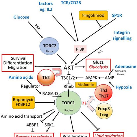The MTOR Pathway In T Cells The Mechanistic Target Of Rapamycin MTOR