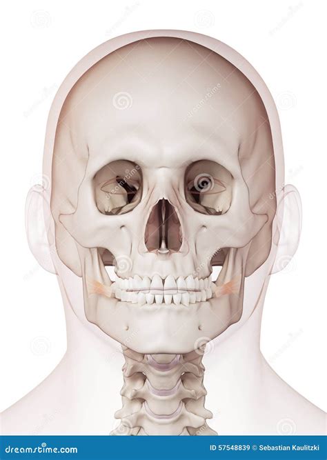 Risorius Muscle As Human Facial Expression Muscular System Outline