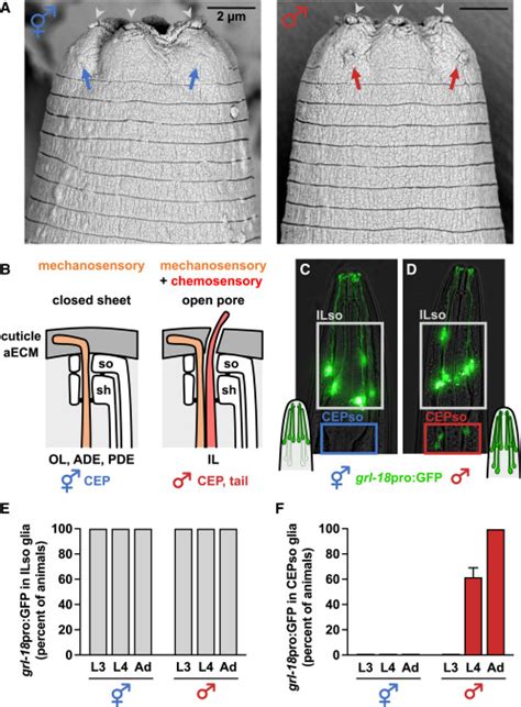 A Sex Specific Switch In A Single Glial Cell Patterns The Apical