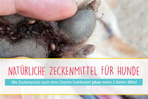 Zeckenmittel für den Hund geht Zeckenschutz auch ohne Chemie