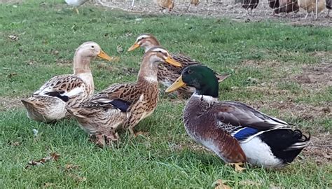 Silver Appleyard Duck