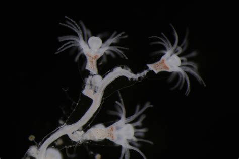 Hydroids In Saltwater Aquariums Identification And Control Manta Systems