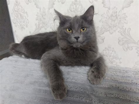 Порода кошки форум владельцев кошек