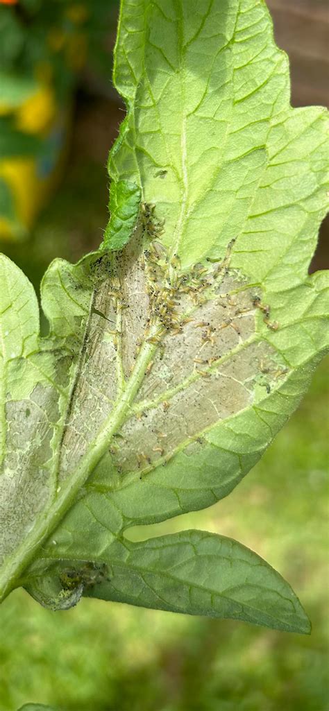 Identify Two Types Of Worms On Tomato Plant Rwhatsthisbug