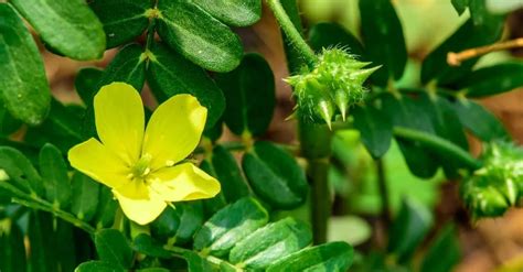 Preventing Goat Head Weeds Protect Your Garden