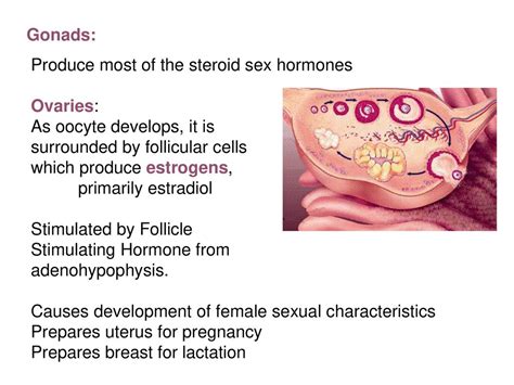 Biology 322 Human Anatomy Endocrine System Ppt Download