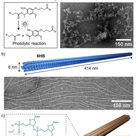 The Building Blocks For The Electrostatic Co Assembly A Chemical