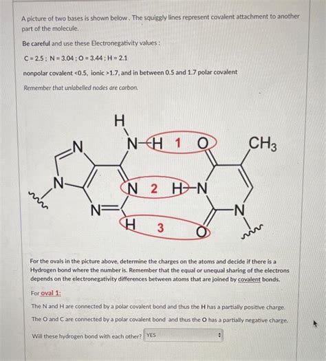 Solved A Picture Of Two Bases Is Shown Below The Squiggly