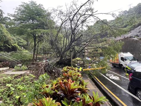基隆自強隧道外榕樹倒塌壓傷女騎士疑因大雨導致樹根腐爛 中天新聞網