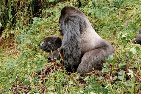 Mountain Gorillas Mating Stock Image C014 6876 Science Photo Library