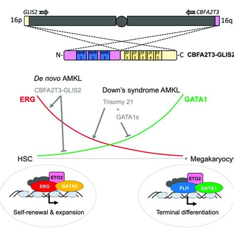 Genetic Alterations In Pediatric Aml Schematic Illustration Of The