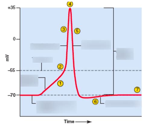 Action Potential Diagram Quizlet