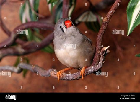 Zebrafink Zebra Finch Stock Photo Alamy